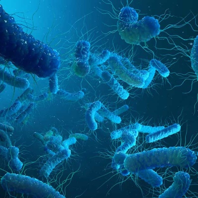 Ešerihija koli (Escherichia coli) • Esensa